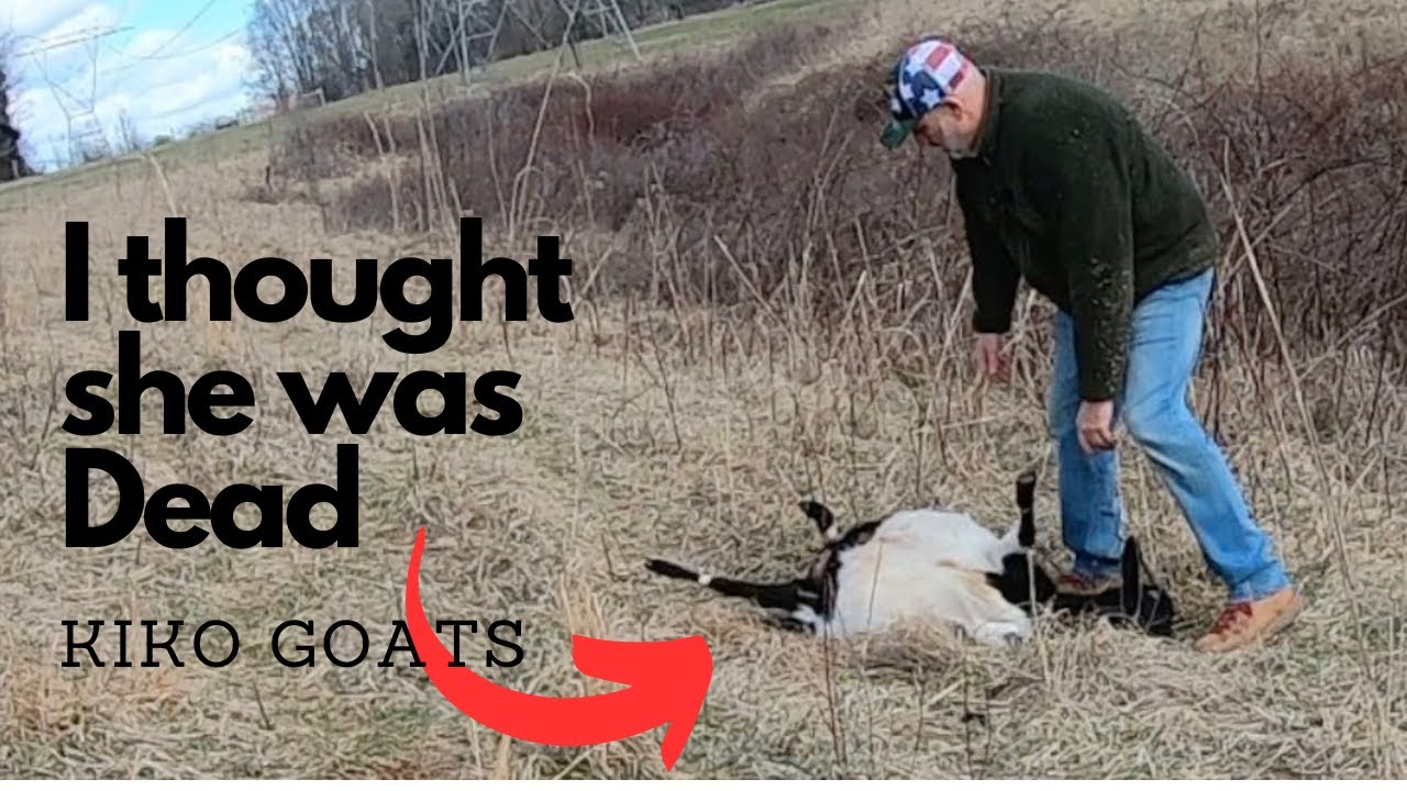 I thought my goat was DEAD! Why is my Kiko goat stuck on her back #goat ...