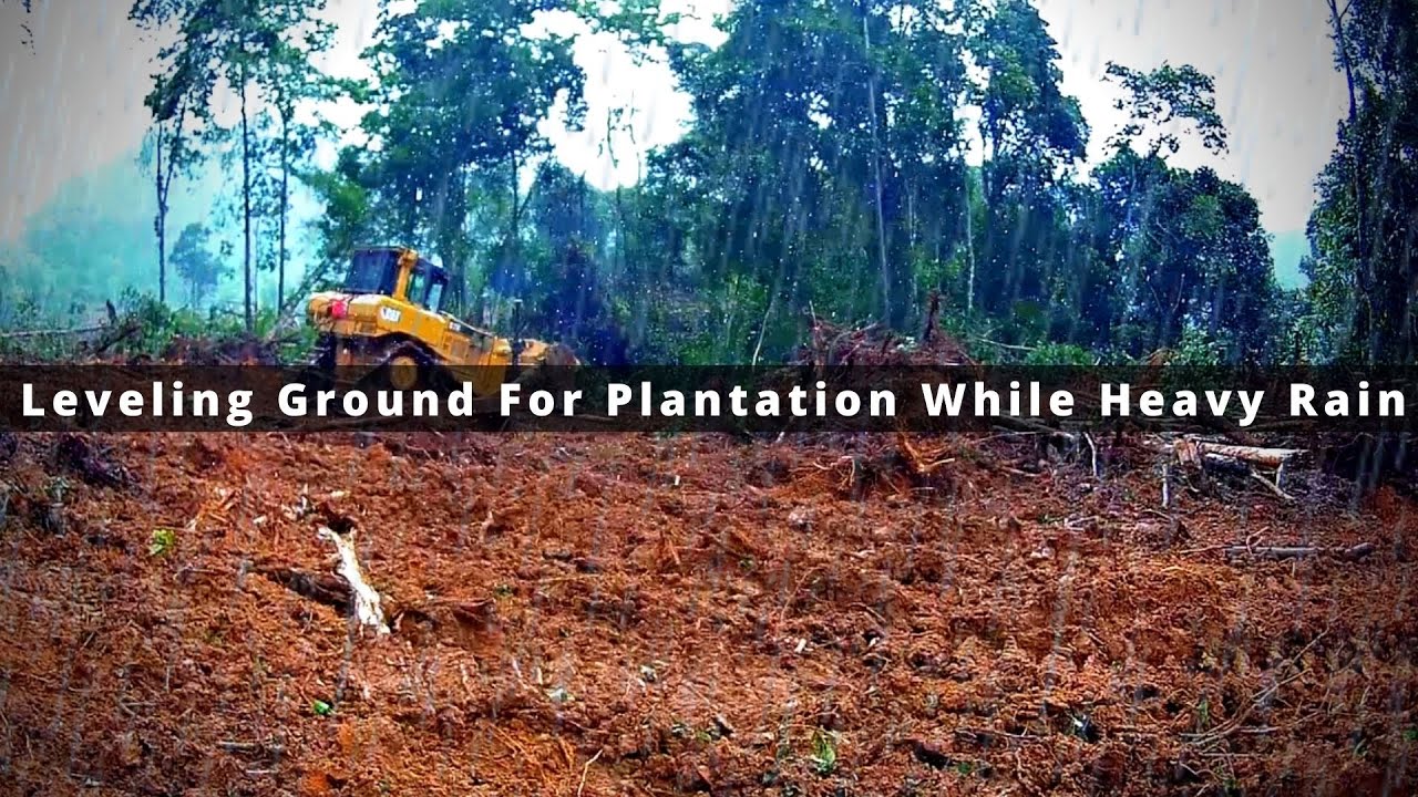 Extreme Bulldozer Forest Clearance Heavy Equipment - YouTube