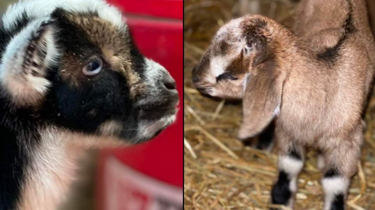 Goat Born Baby | goat Pair Mating | animals mating - YouTube