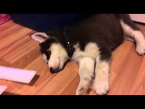 SURPRISE!!! A Husky puppy!!! - YouTube