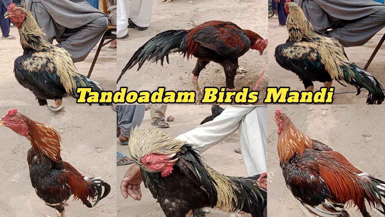 Aseel Murga sindh mandi #thai #aseelmurga #sindhimurga - YouTube
