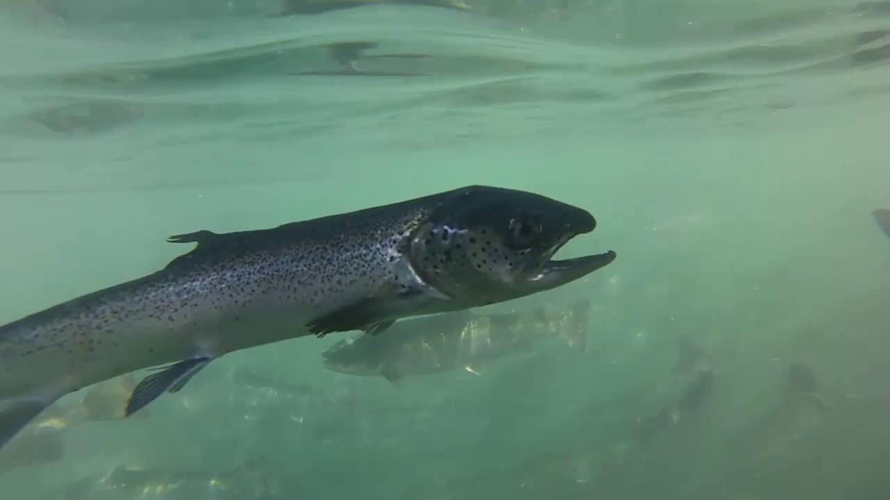 Farm salmon consume wild fish inside salmon farm - YouTube