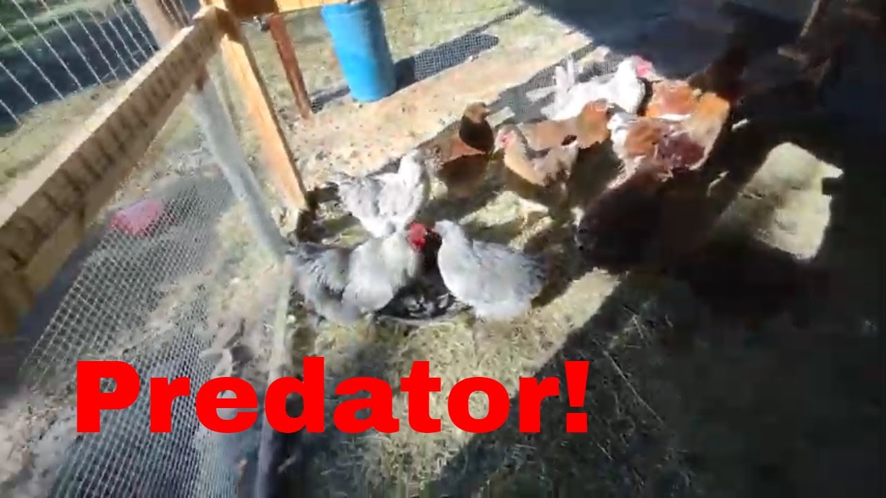 Bad News For The Free Range Chickens On Our Farm - YouTube