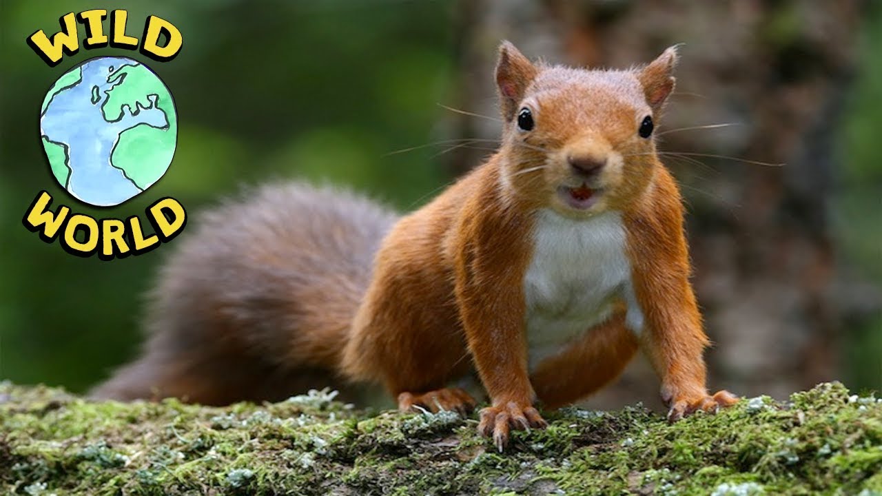 Wild World - Red Squirrel | ZeeKay - YouTube