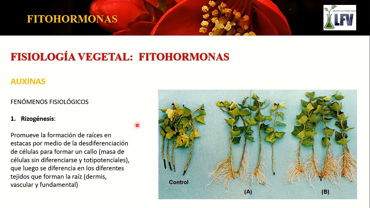 Fitohormonas (Parte 1) - YouTube