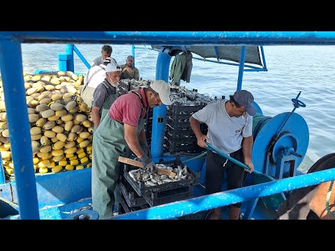 TEKNE İLE BIR GÜNDE 12  TON BALIK YAKALAMAK EKİM 2023