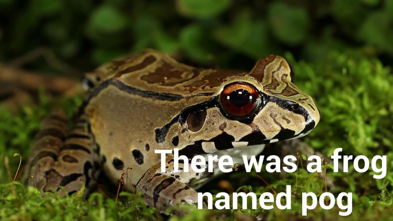 Pog the Frog - YouTube