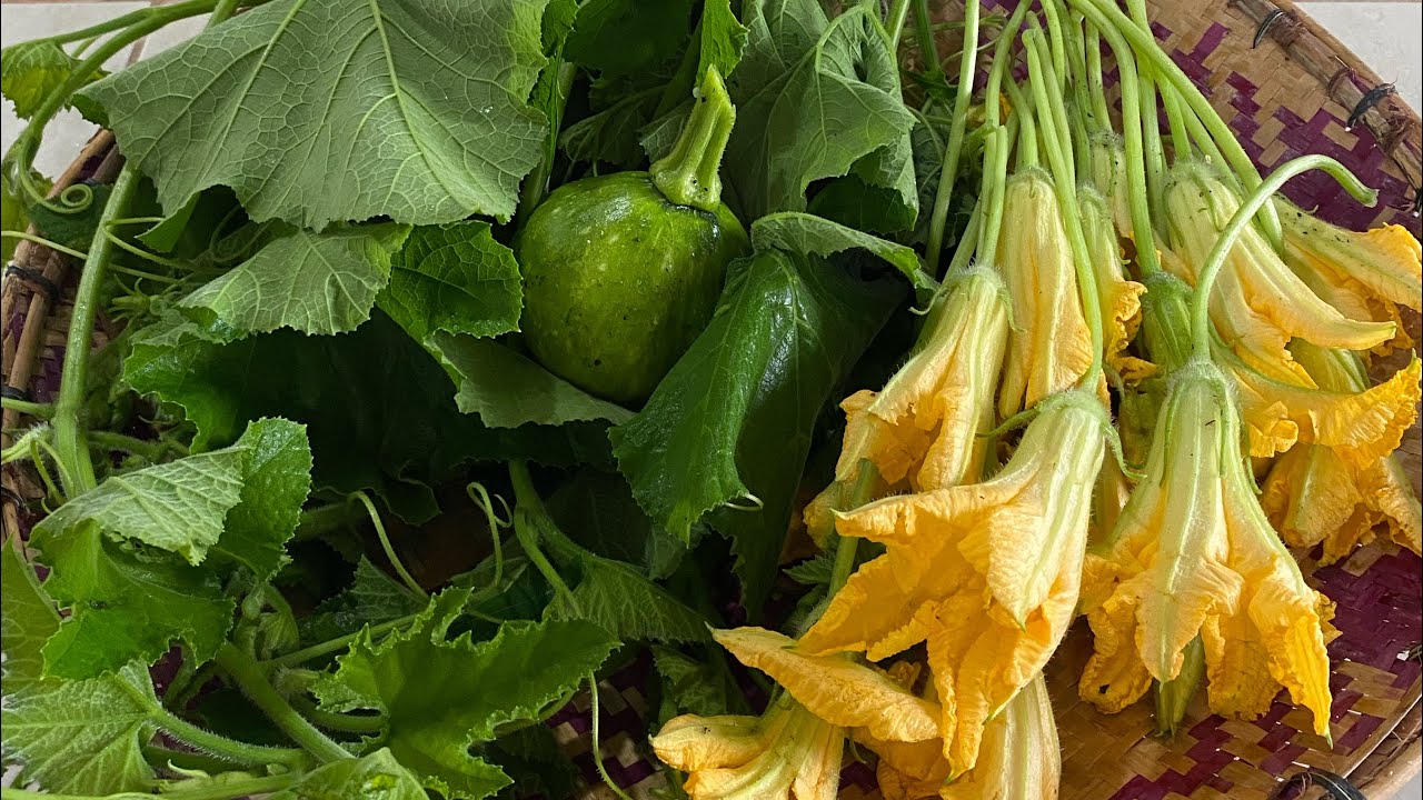 Petik daun labu kuning untuk di masak - YouTube