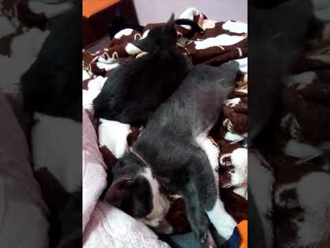 Breast Feeding naughty kitten by my hand