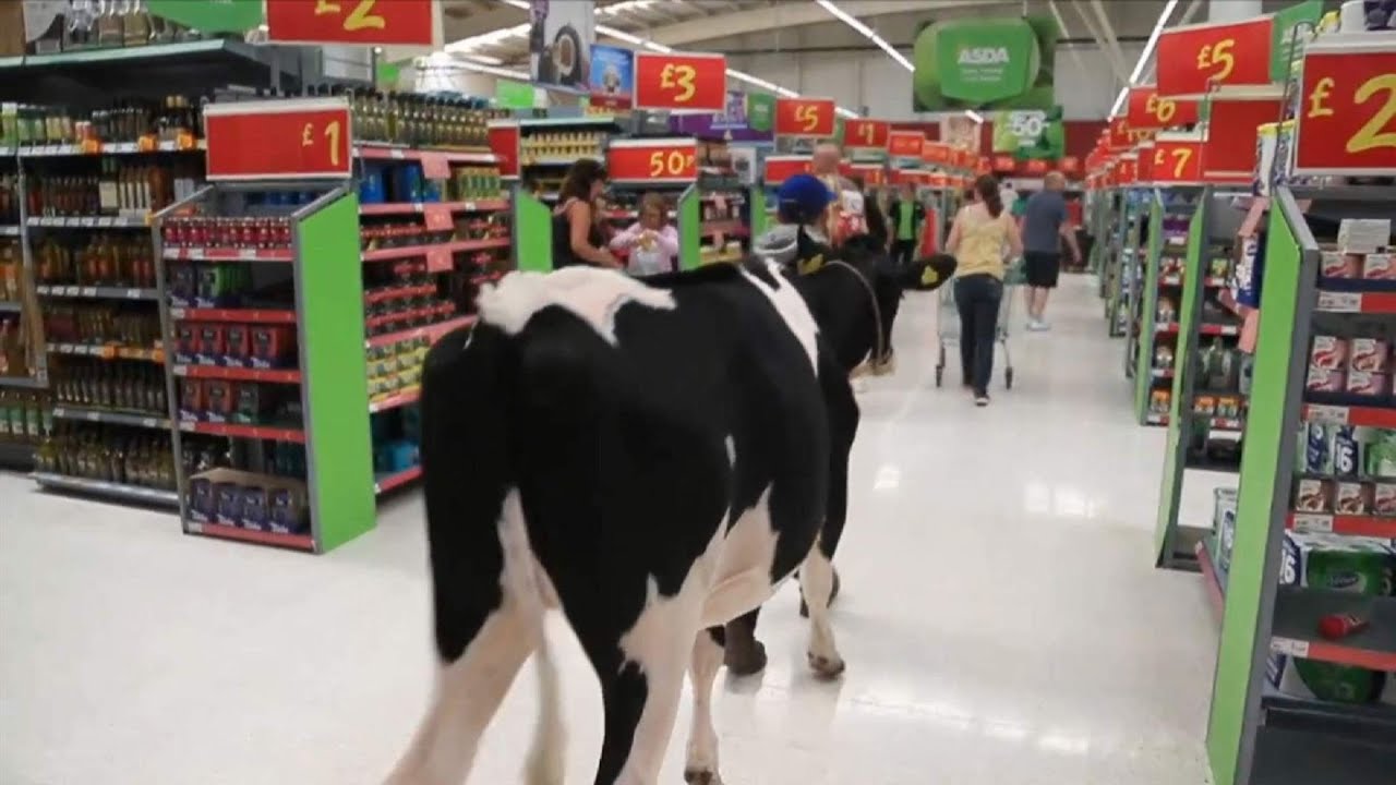 Cows In Supermarket As Milk Crisis Summit Held - YouTube