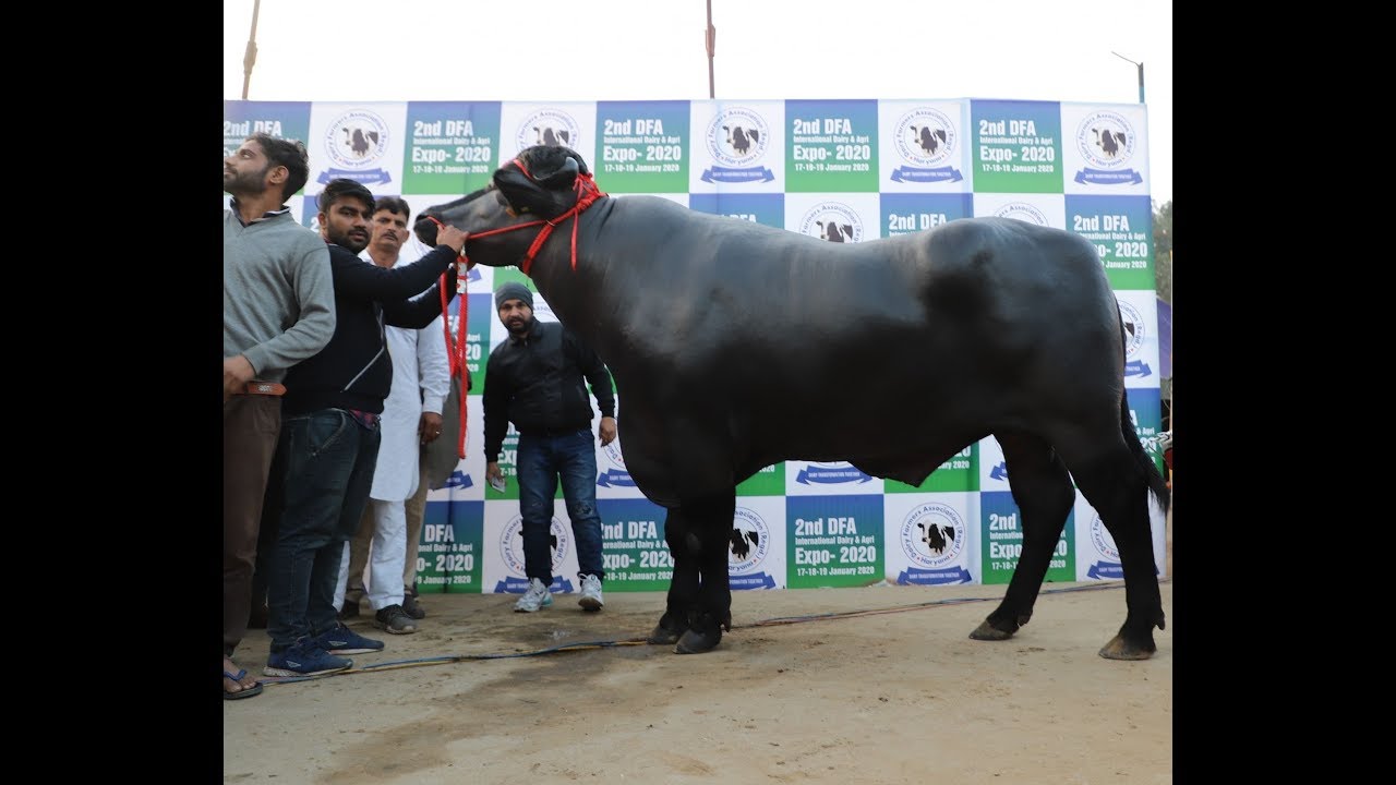 Champion bull. Modi. Laxmi dairy farm चैम्पियन बुल. मोदी लक्ष्मी डेयरी ...