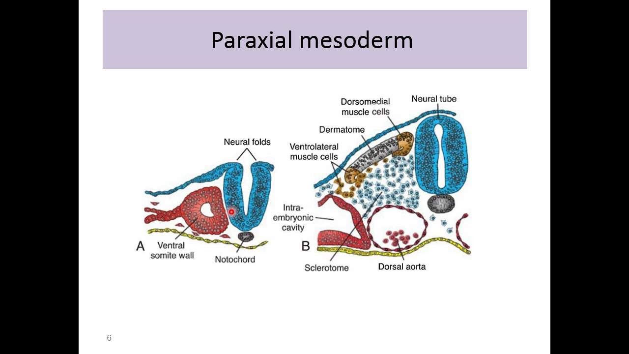 Development of the axial skeleton - YouTube