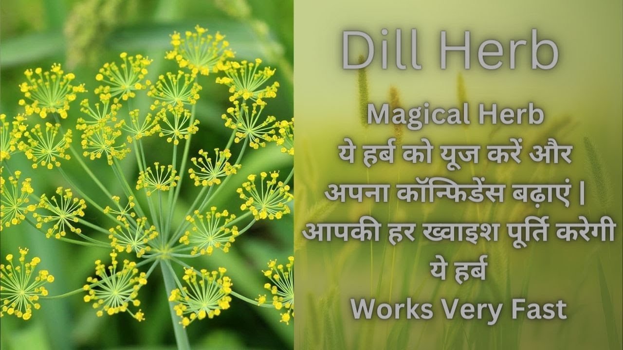Herb Magic | Dill | Manifest all desires #magic #lawofattraction # ...