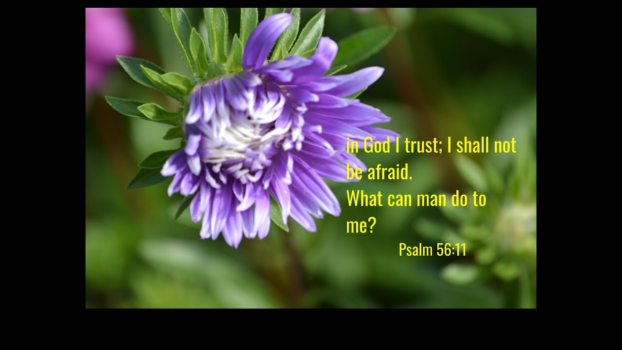Devotional Psalm 56 11 YouTube