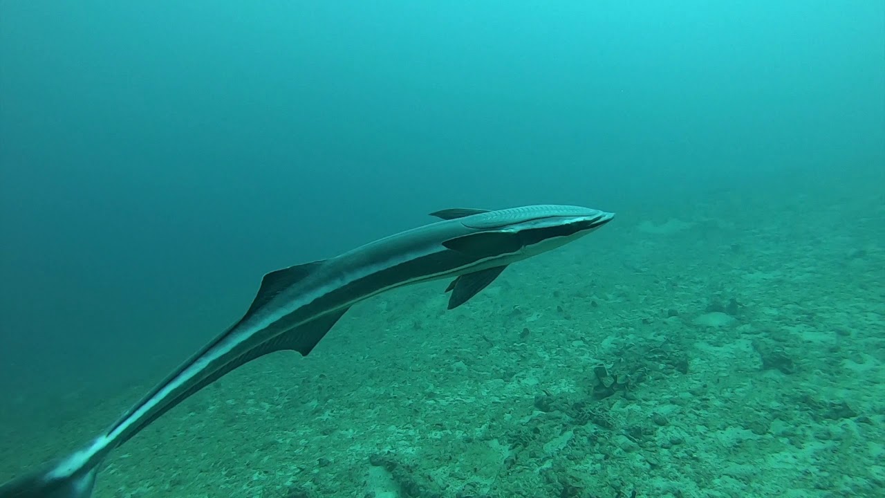 Bull Shark Diving, Cuba 2019 - YouTube