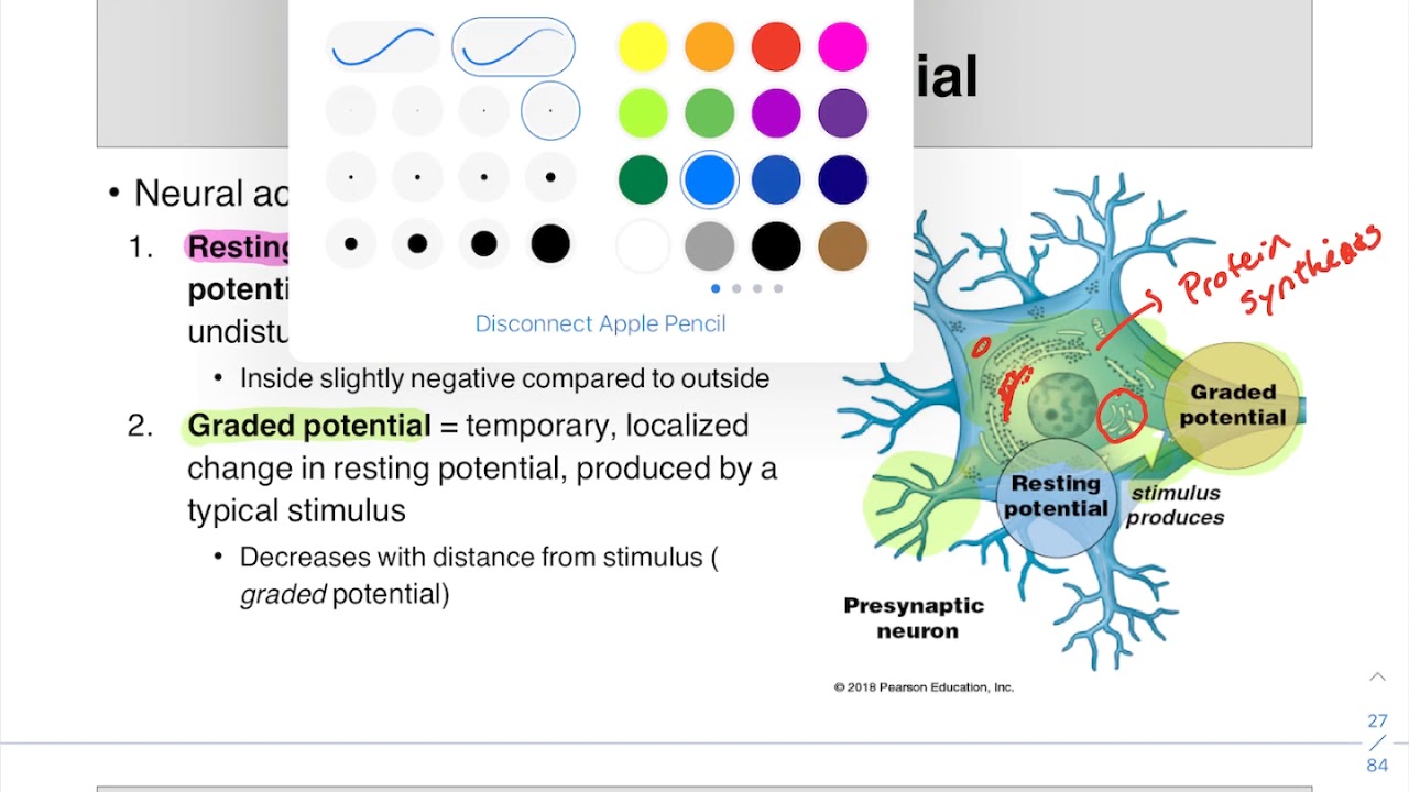 08 Resting, Graded, and Action Potentials Defined - YouTube