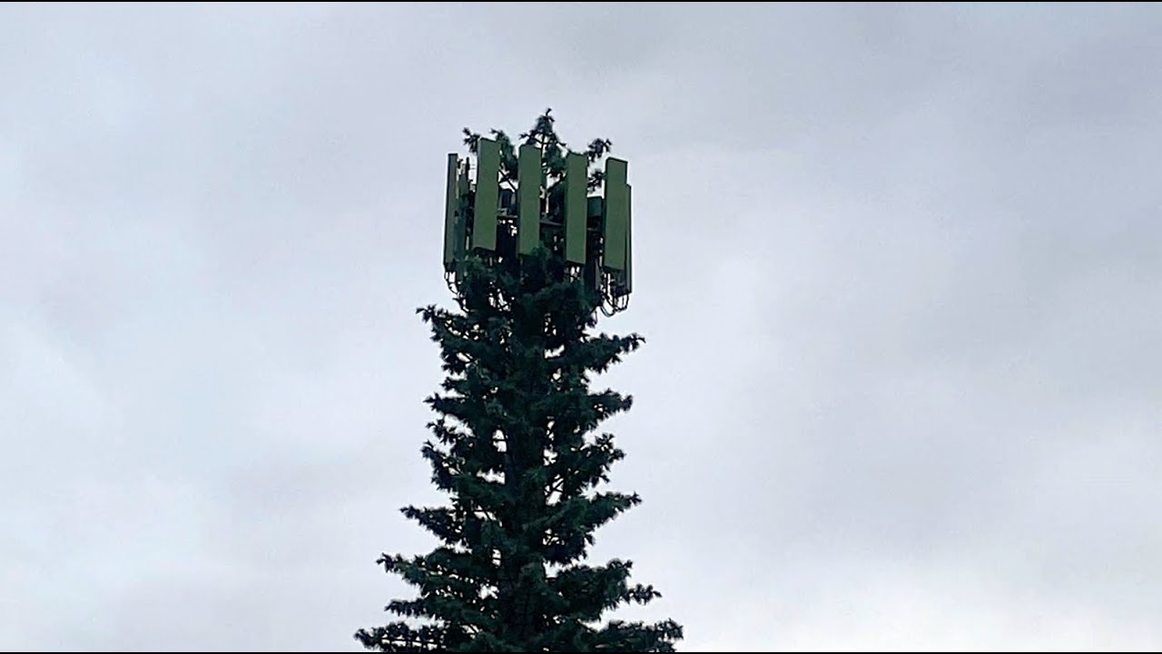 Cell Tower Disguised as a Tree - YouTube