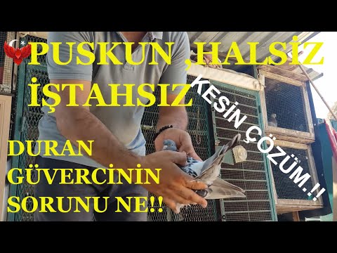 TÜY DEĞİŞİMİNE GİREMEYEN GÜVERCİNLERE NE YAPABİLİRİZ.!!! #pigeon #güvercin #oyunkuşu #hayvanlaral
