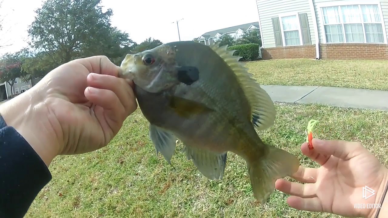 Fishing planet how to catch panfish texas - kjlkjbuddies