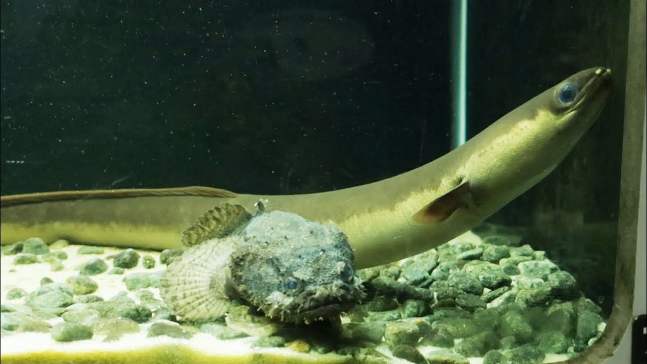 Toadfish and Freshwater Eel Fish at Planet Earth Aquarium Mysore - YouTube
