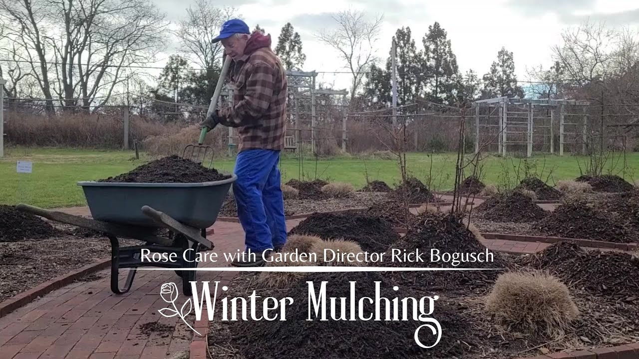 Rose Care - Winter Mulching - YouTube