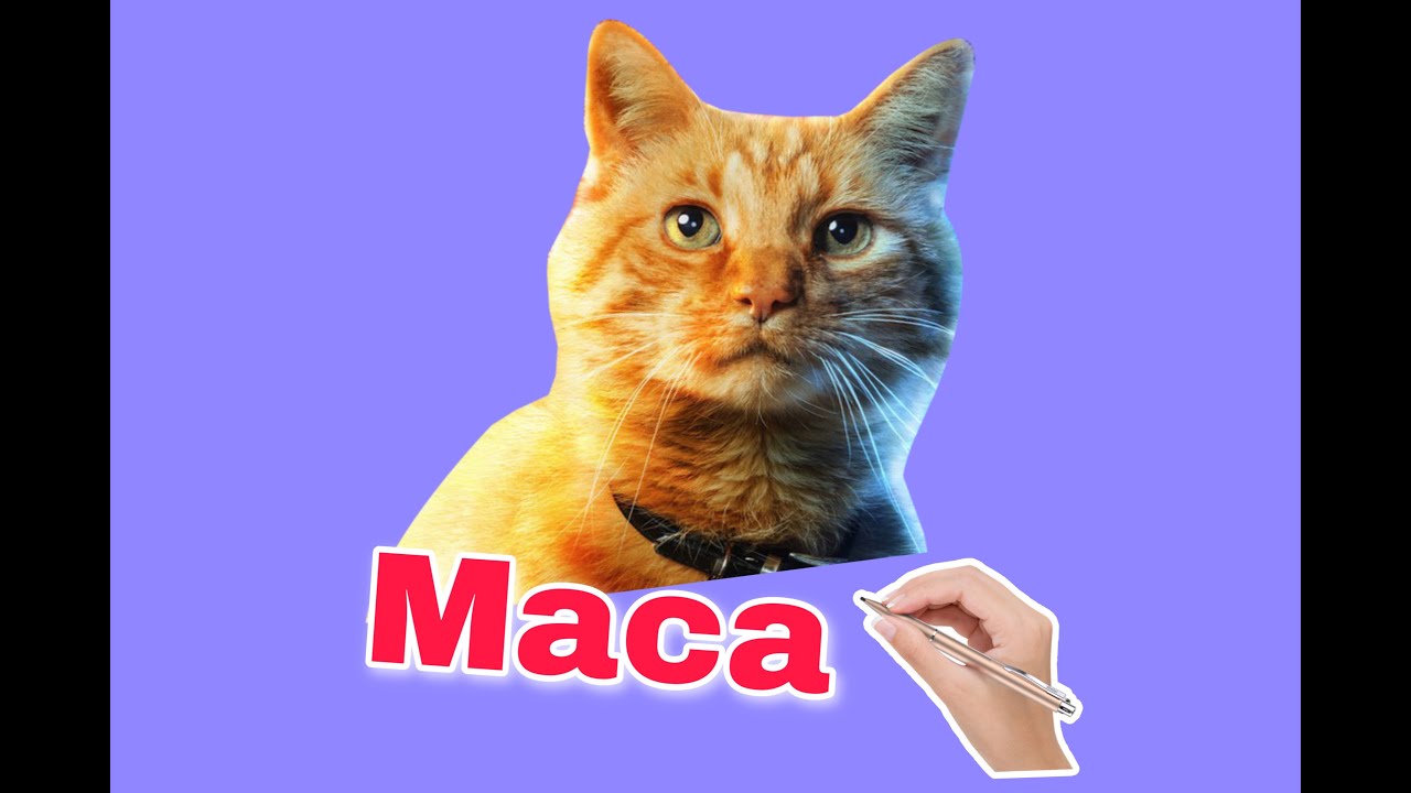 Si ta vizatojme nje Mace - YouTube