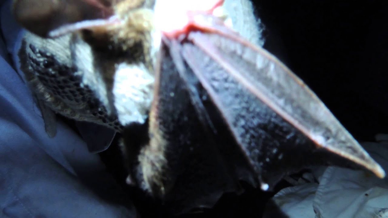 clase de mastozoologia - clase de mamiferos - quiropteros colombianos ...