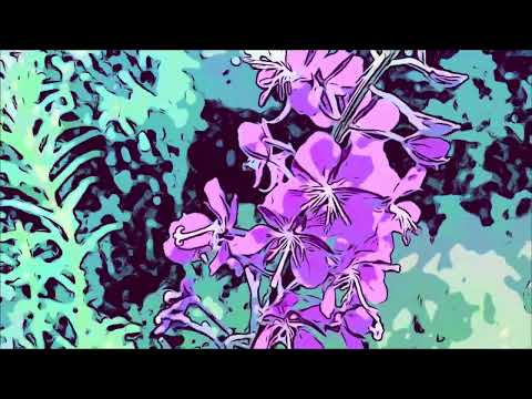 @trinamason waking life plant named fire weed with the cartoon filter on July 7 2024 8:28pm