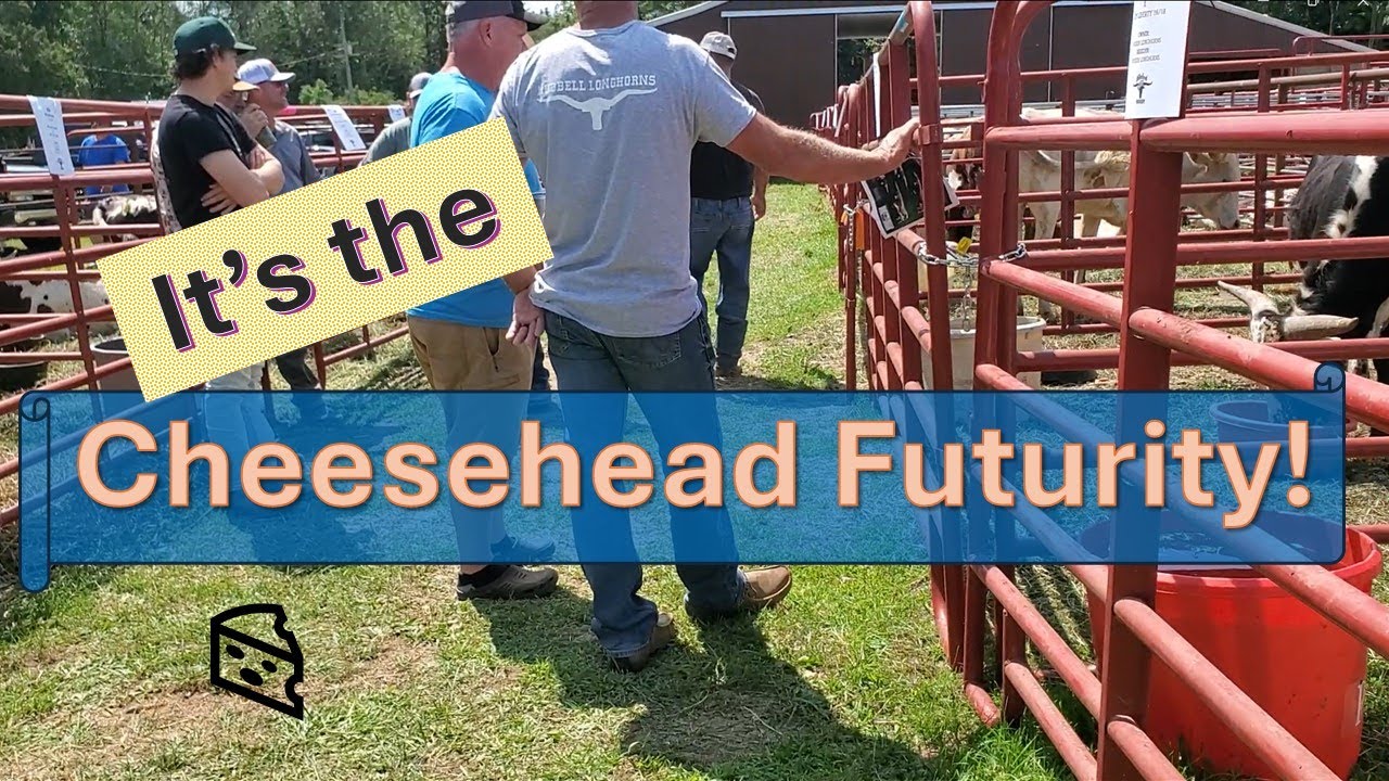 Cheesehead Longhorn Event - Day Two! - YouTube