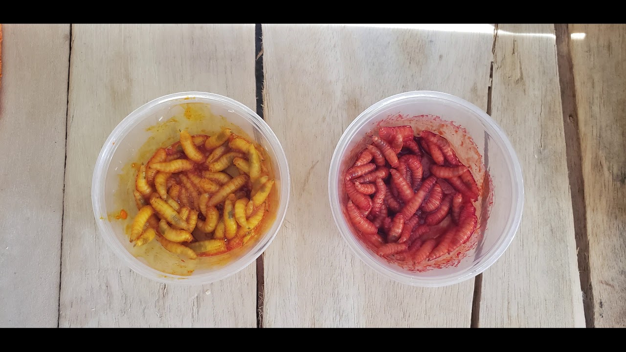 Improve your maggots with color - easy, fast and cheap ! - YouTube