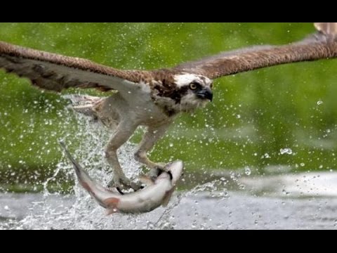 DÜNYANIN EN YIRTICI KUŞLARI