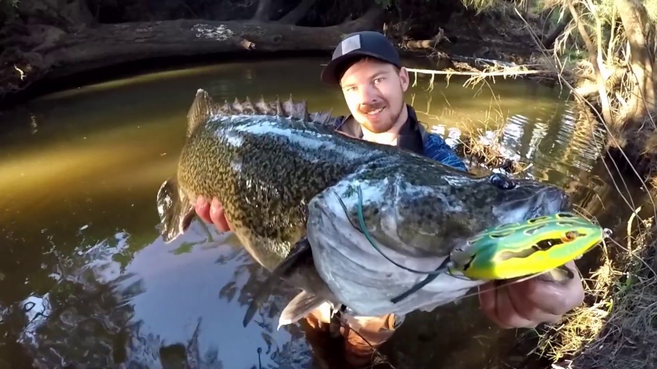 Daytime Topwater Murray Cod Fishing- The Frog Project~ By Granite ...