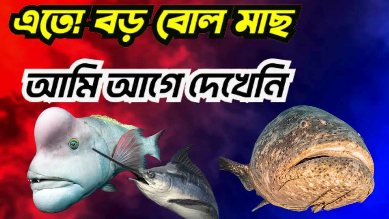 এতো বড় বোল মাছ, আমি আগে দেখেনি - YouTube