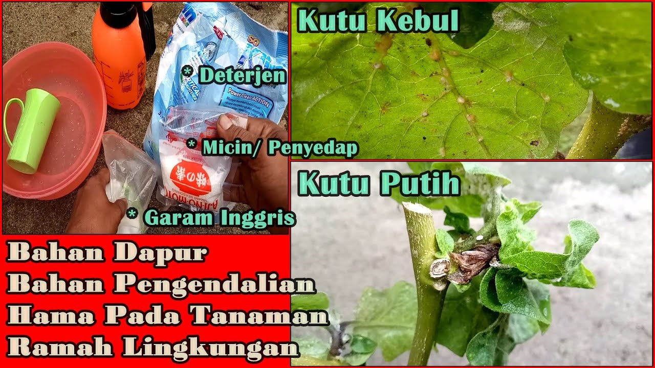 Cara Cepat Basmi Hama Kutu Putih Dengan Diterjen Pada Tanaman Full HD ...