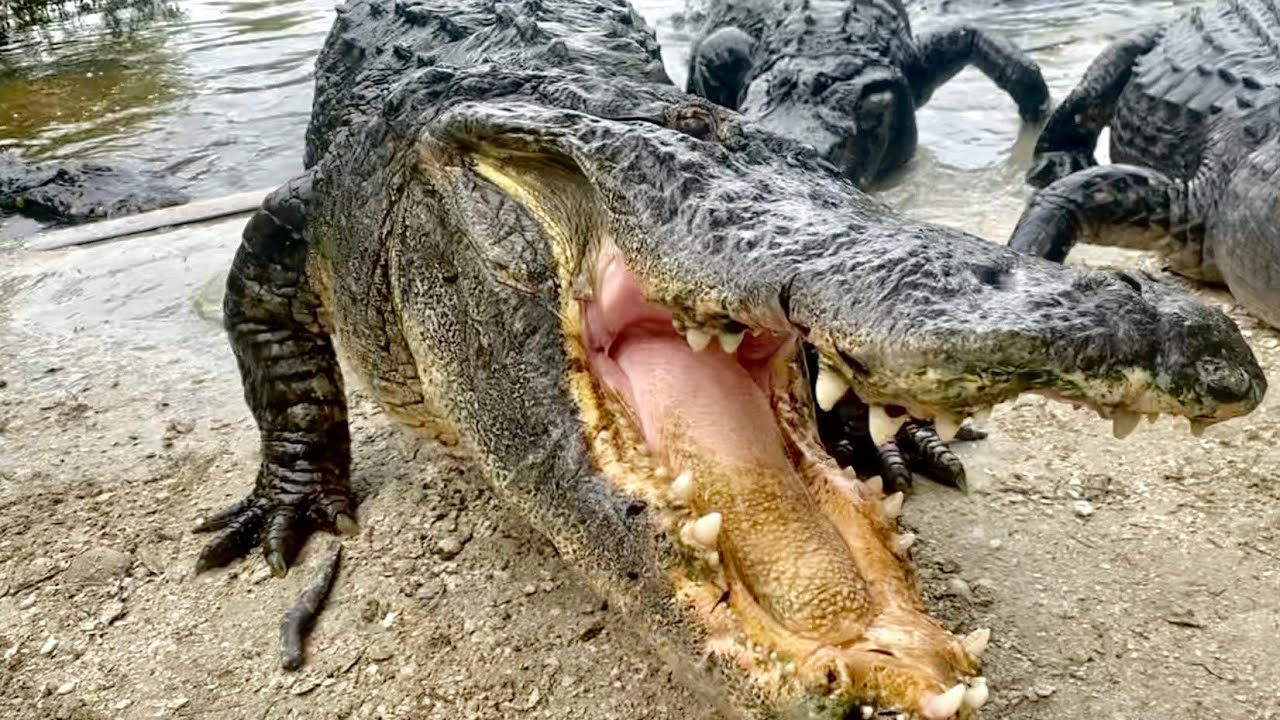 Big Huge Happy Alligator Feeding Frenzy CLOSE CALL! - YouTube