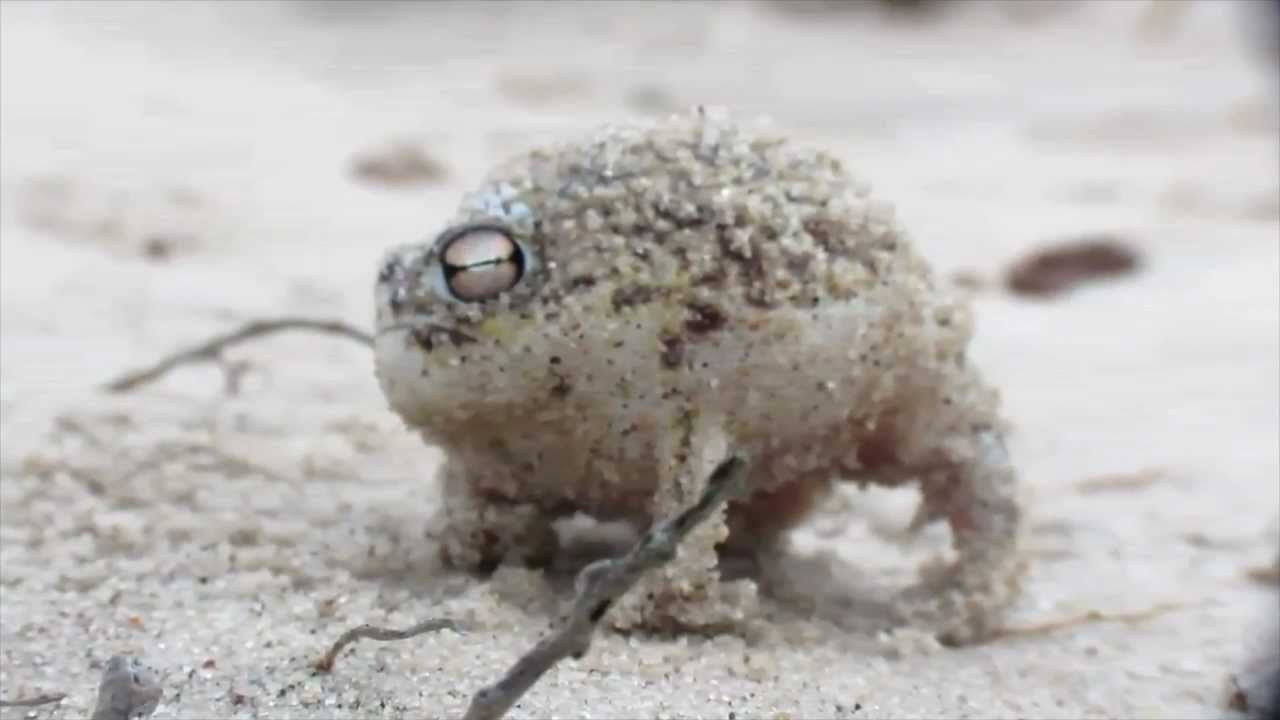 The rare namaqua rain frog! - YouTube