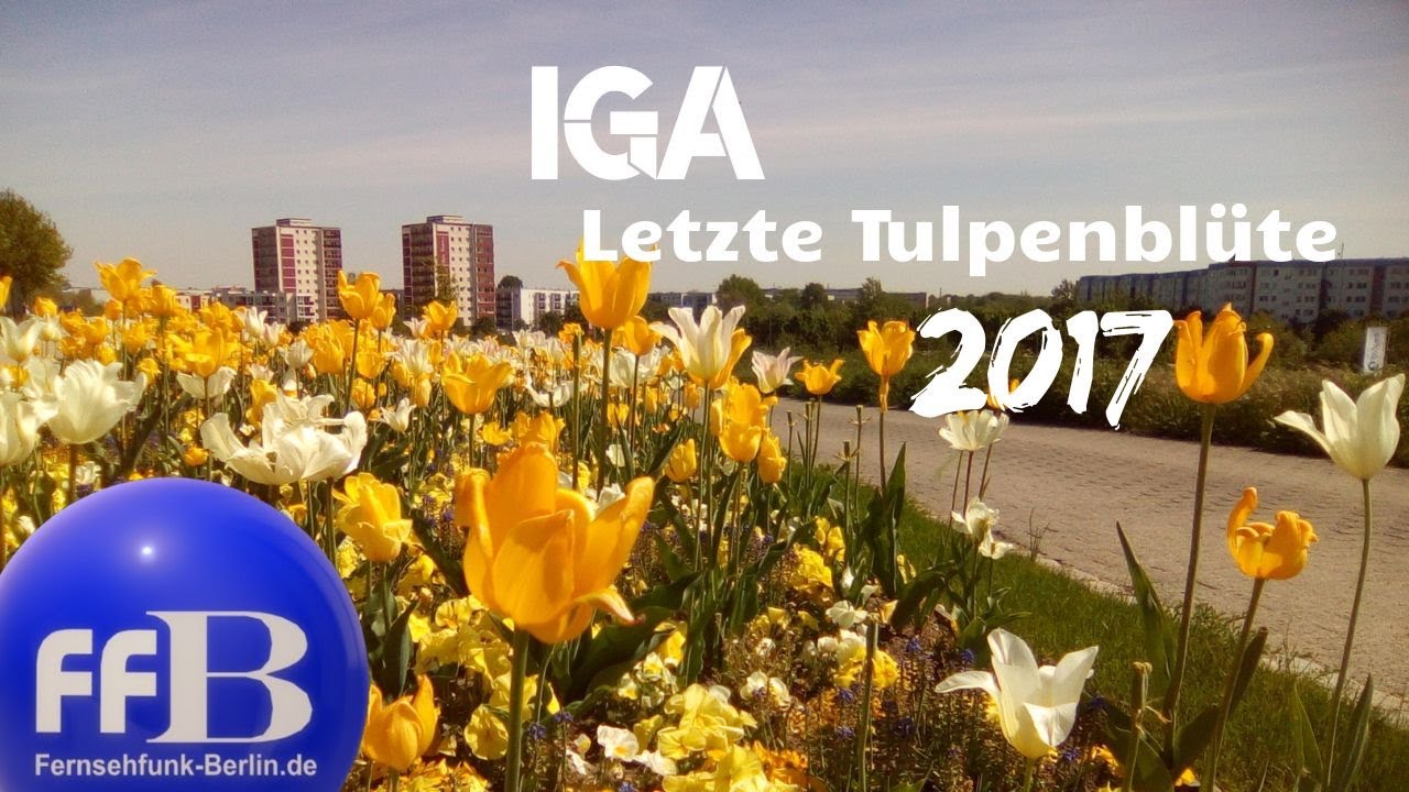 IGA Berlin 2017 - "letzte Tulpenblüte auf der IGA" - YouTube