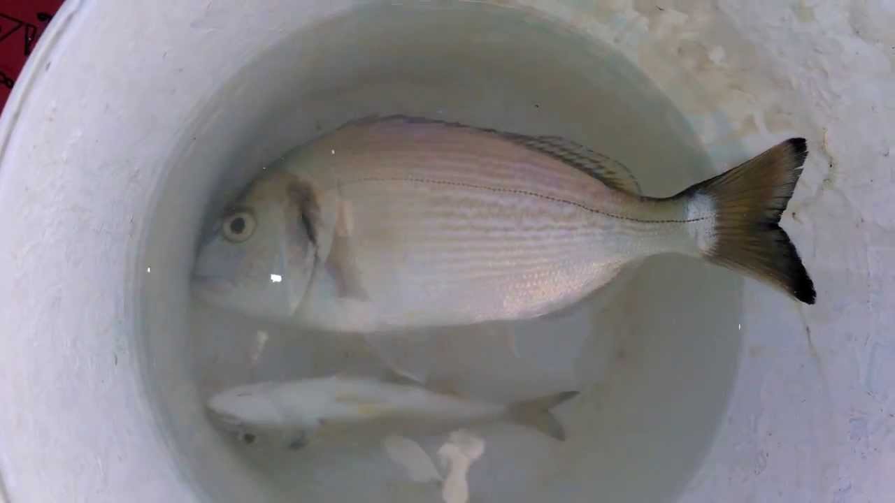 Surfcasting orate - YouTube