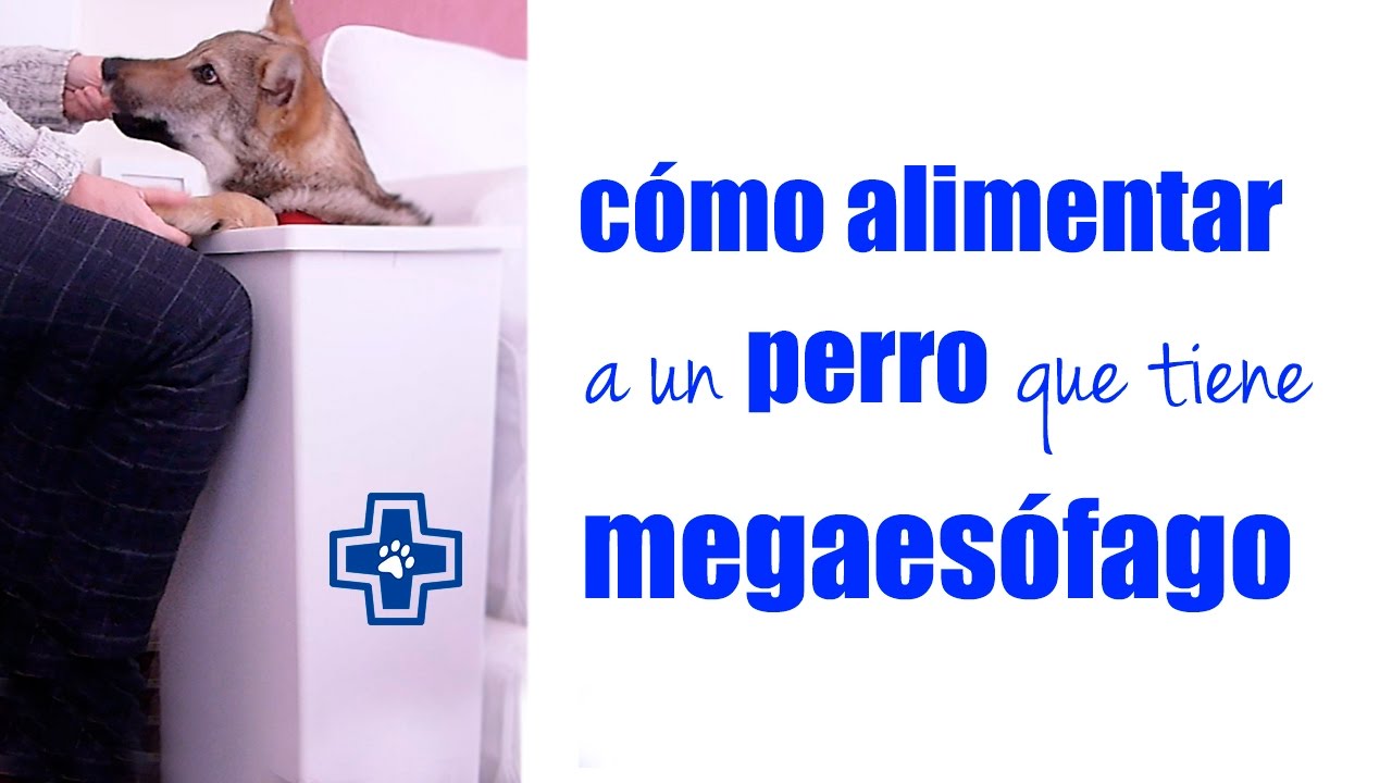 URVEMACE · ¿Cómo alimentar a un animal con megaesófago? - YouTube