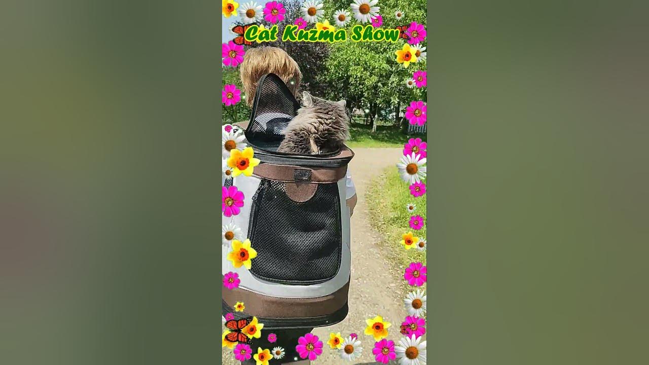 Кот Кузьма путешествует в рюкзаке переноске - YouTube