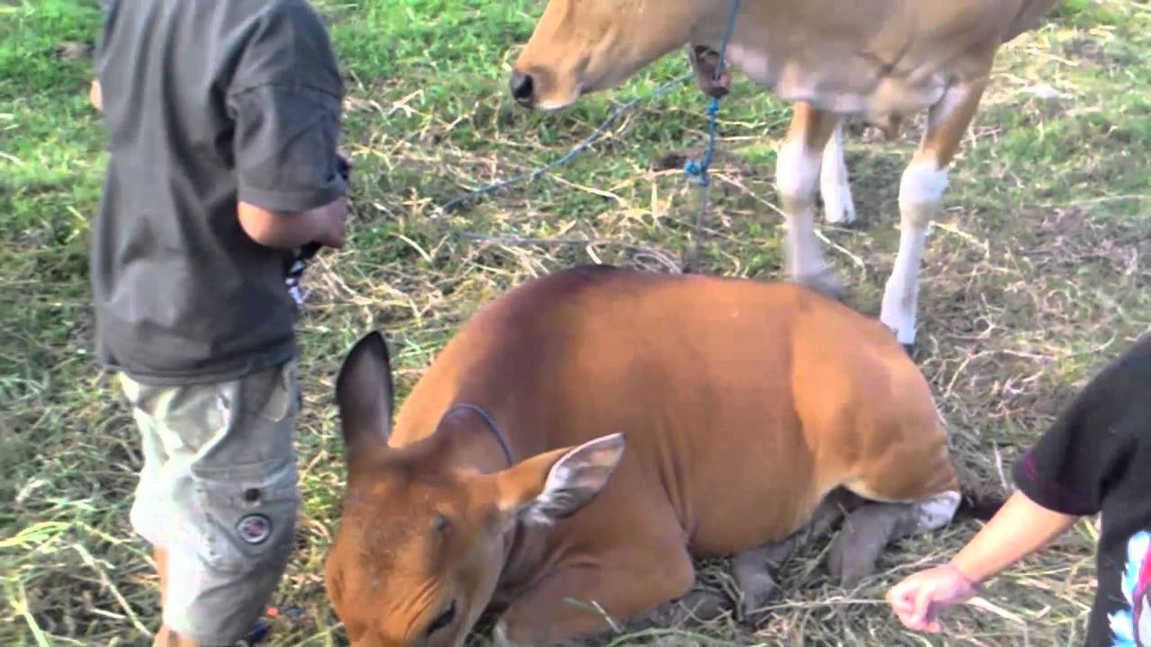 With my Cow - YouTube