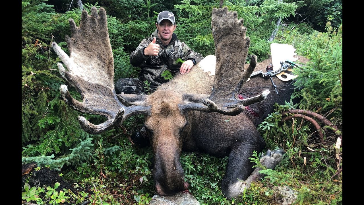 BIGGEST MOOSE EVER TAKEN WITH A BOW promo. - YouTube