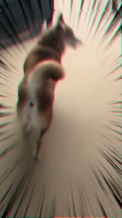 Doggo goes zoom zoom🏃💨#dog #doge #funny #shiba #viral #running #cheesetax - YouTube