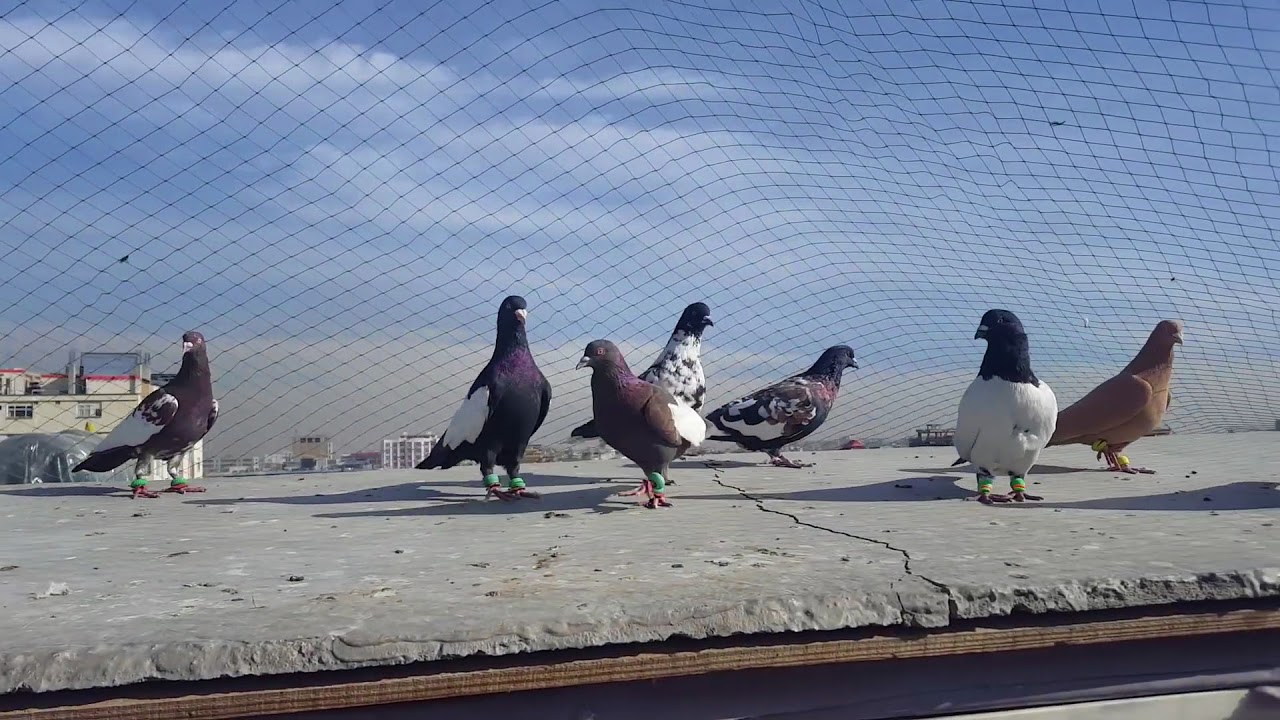 Kaftar afghani patain - YouTube