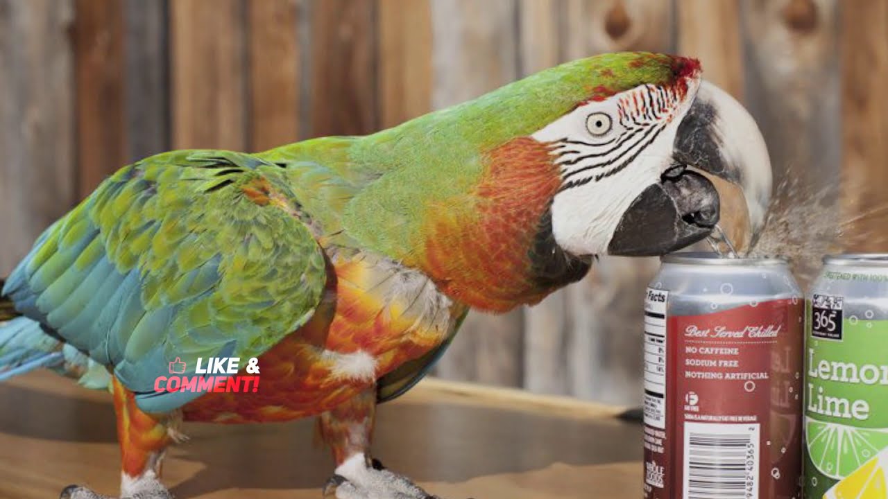 6 Amazing records - YouTube