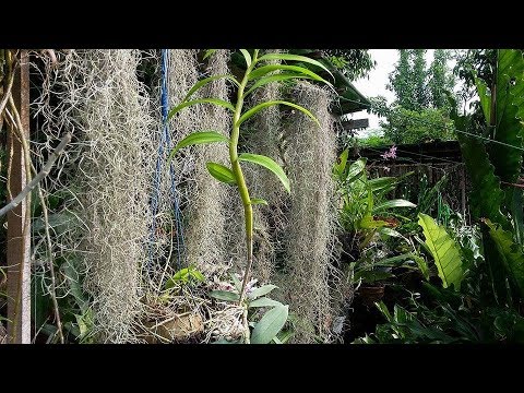 How to Propagate species orchid - Dendrobium fimbriatum - Keiki cutting ...