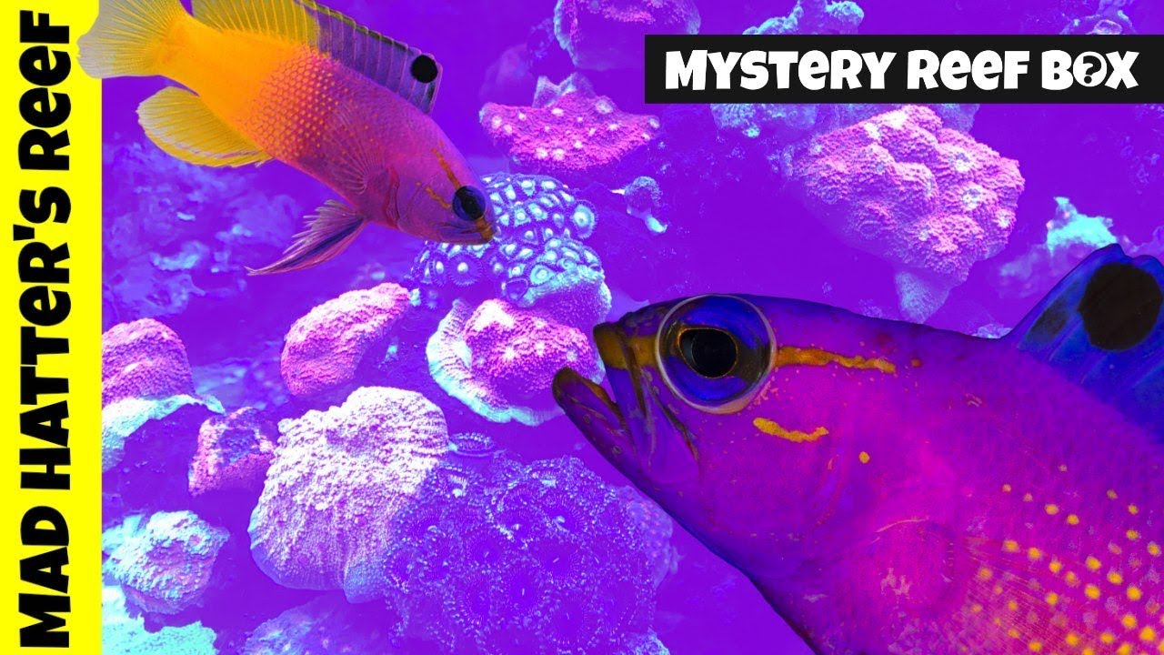 NEW! Mystery Reef Box and Other Big News - YouTube