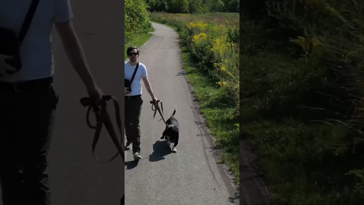 Leo Winston McRib is coming to melt your heart #shorts - YouTube