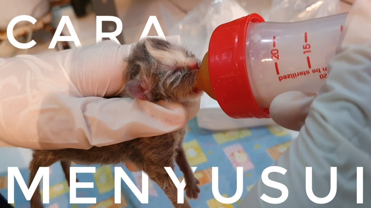 Cara Menyusui Anak Kucing dengan Dot - YouTube