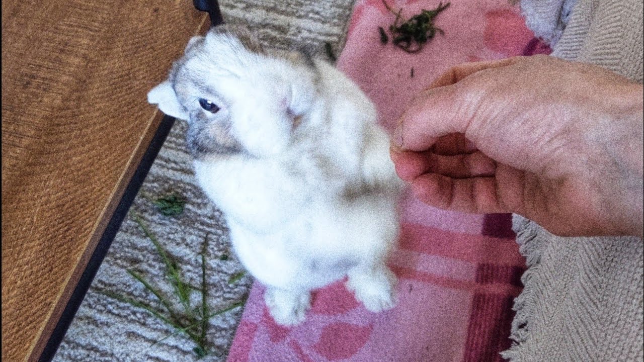 Little Rabbit is excited for a Snack!! - YouTube